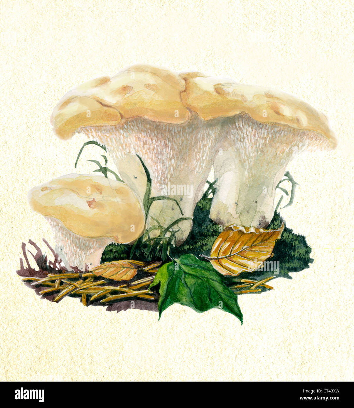 HEDGEHOG MUSHROOM, DRAWING Stock Photo - Alamy