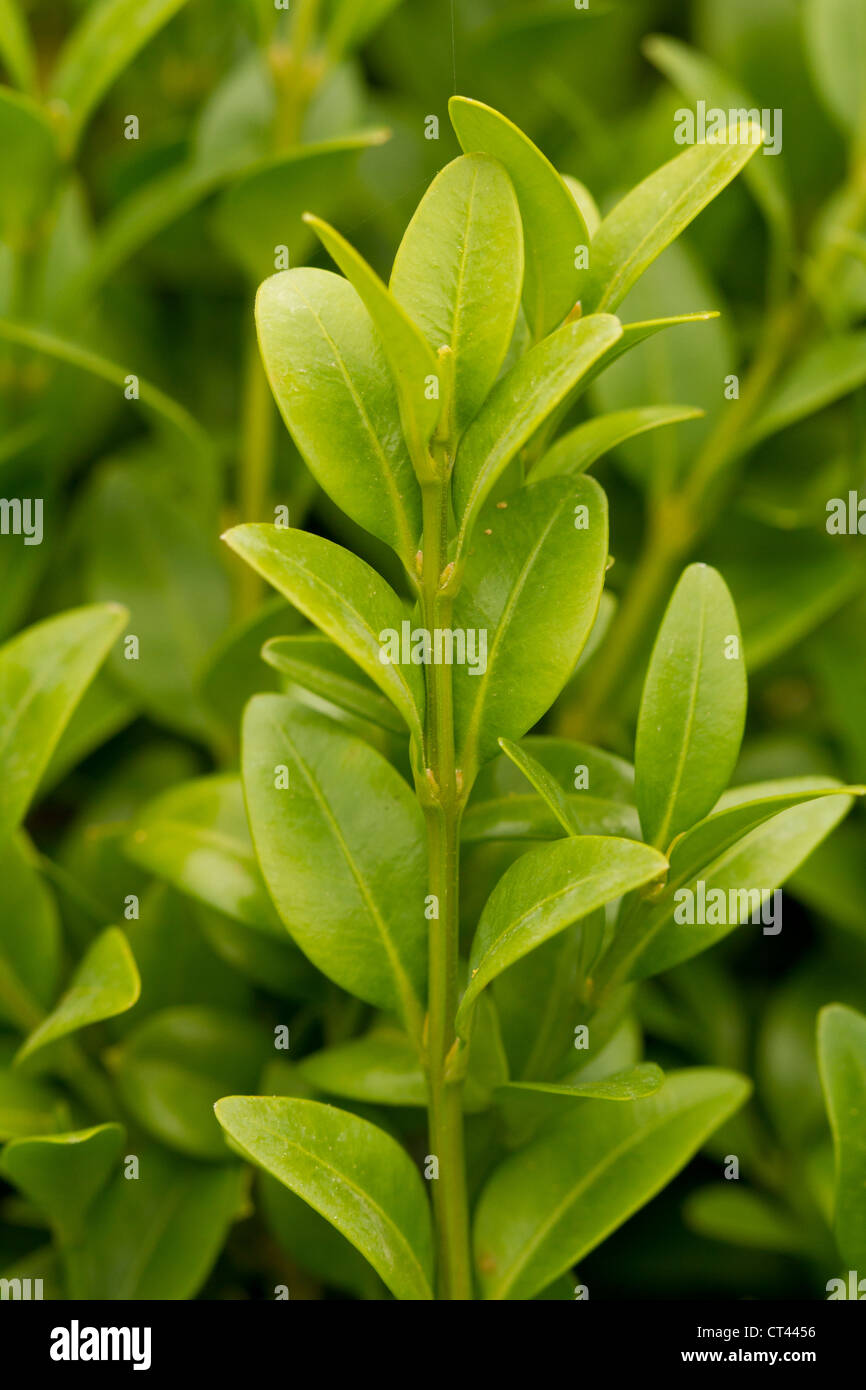 Common box hi-res stock photography and images - Alamy