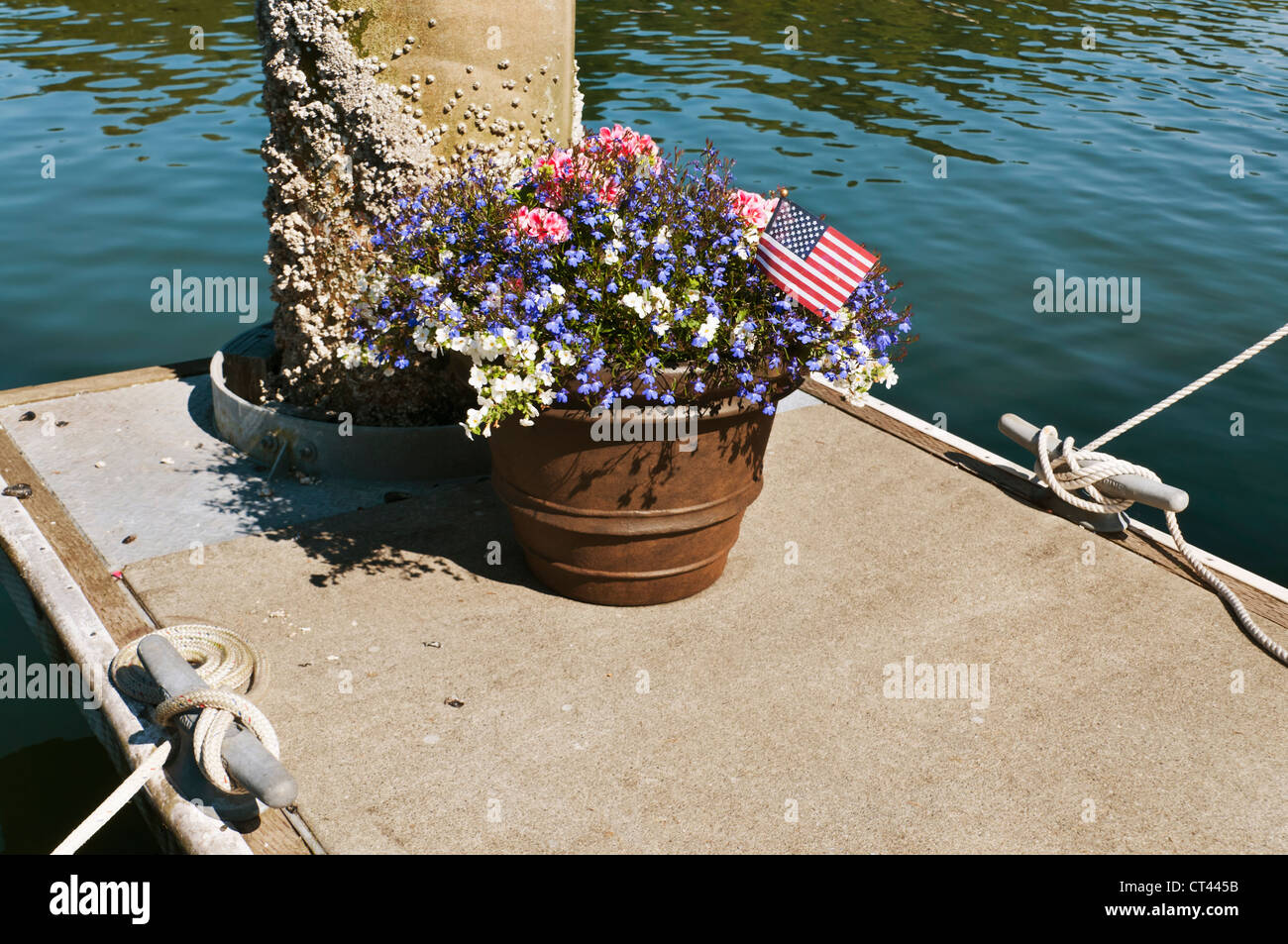 Geraniums lobelia hi-res stock photography and images - Alamy