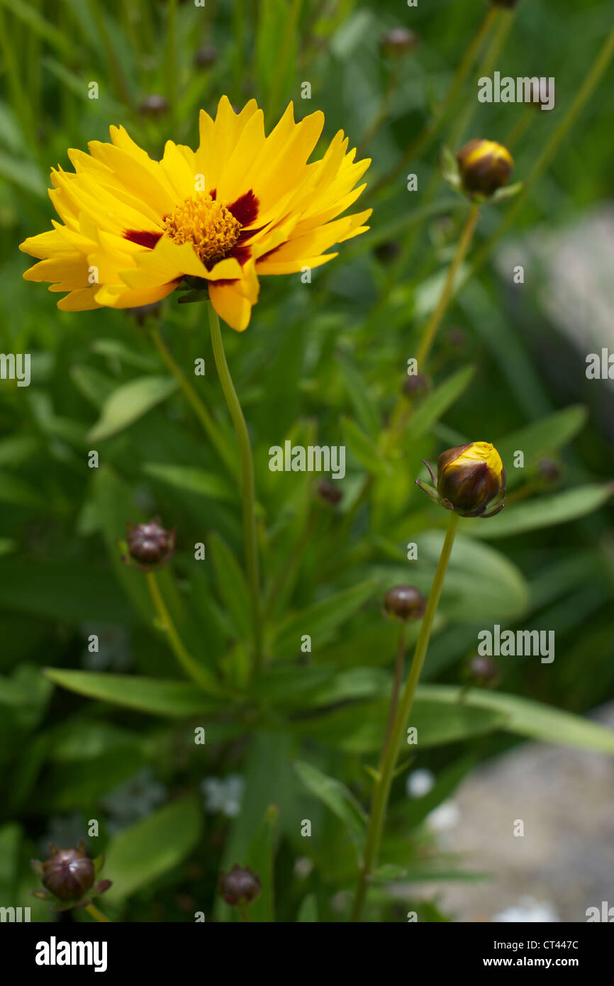 Coreopsis Grandiflora Heliot