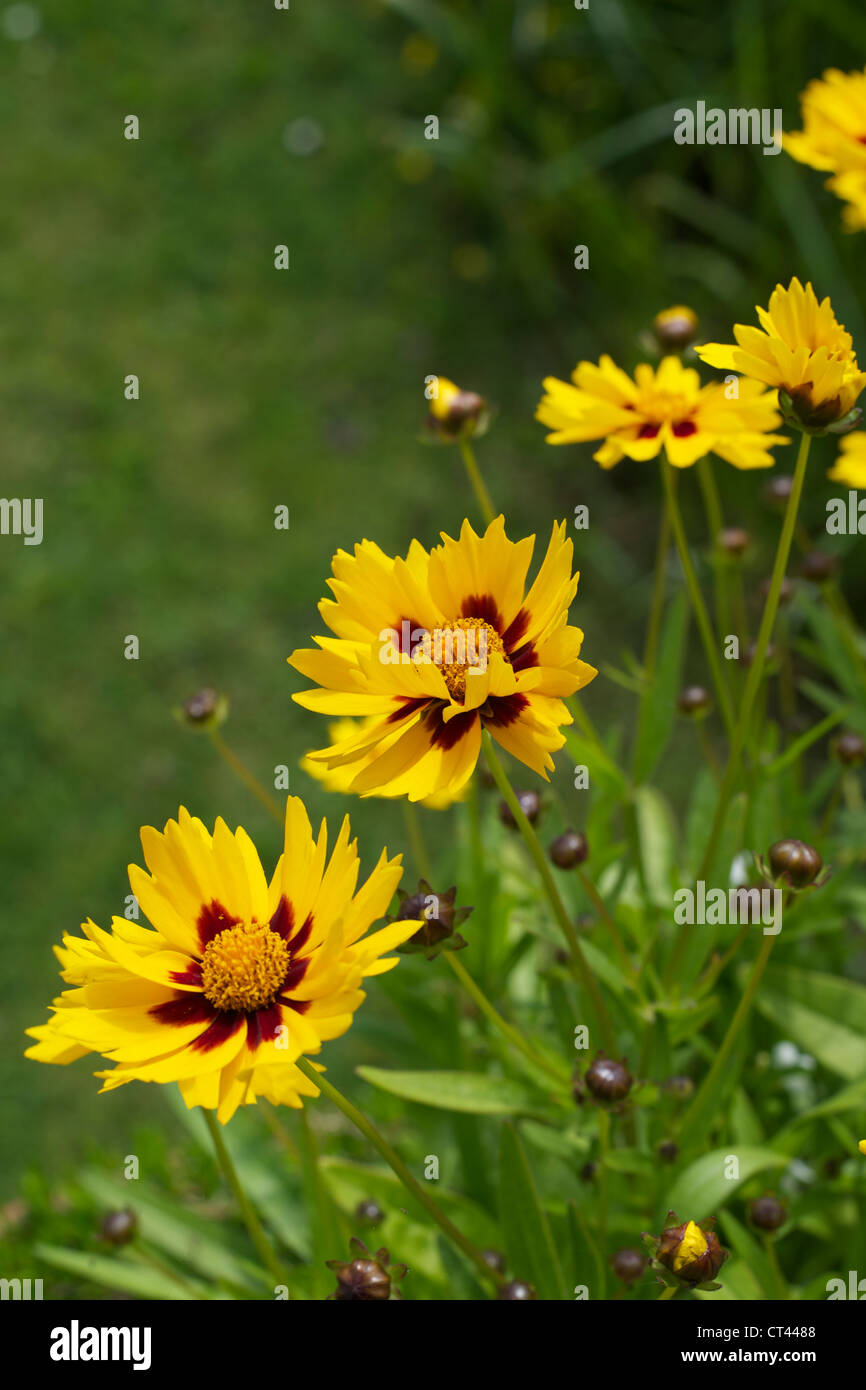 Coreopsis Grandiflora Heliot