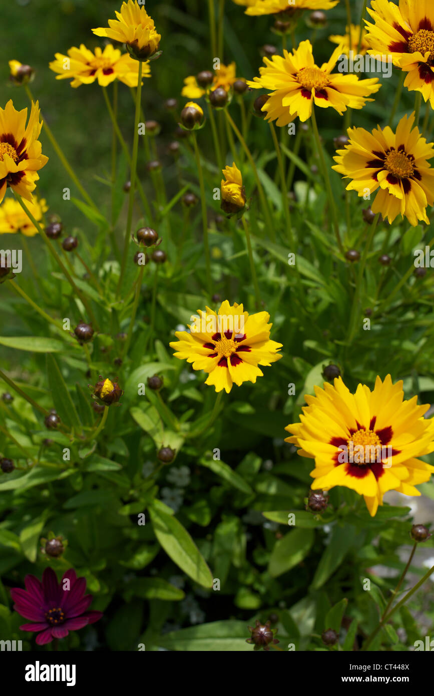 Coreopsis grandiflora heliot hi-res stock photography and images - Alamy