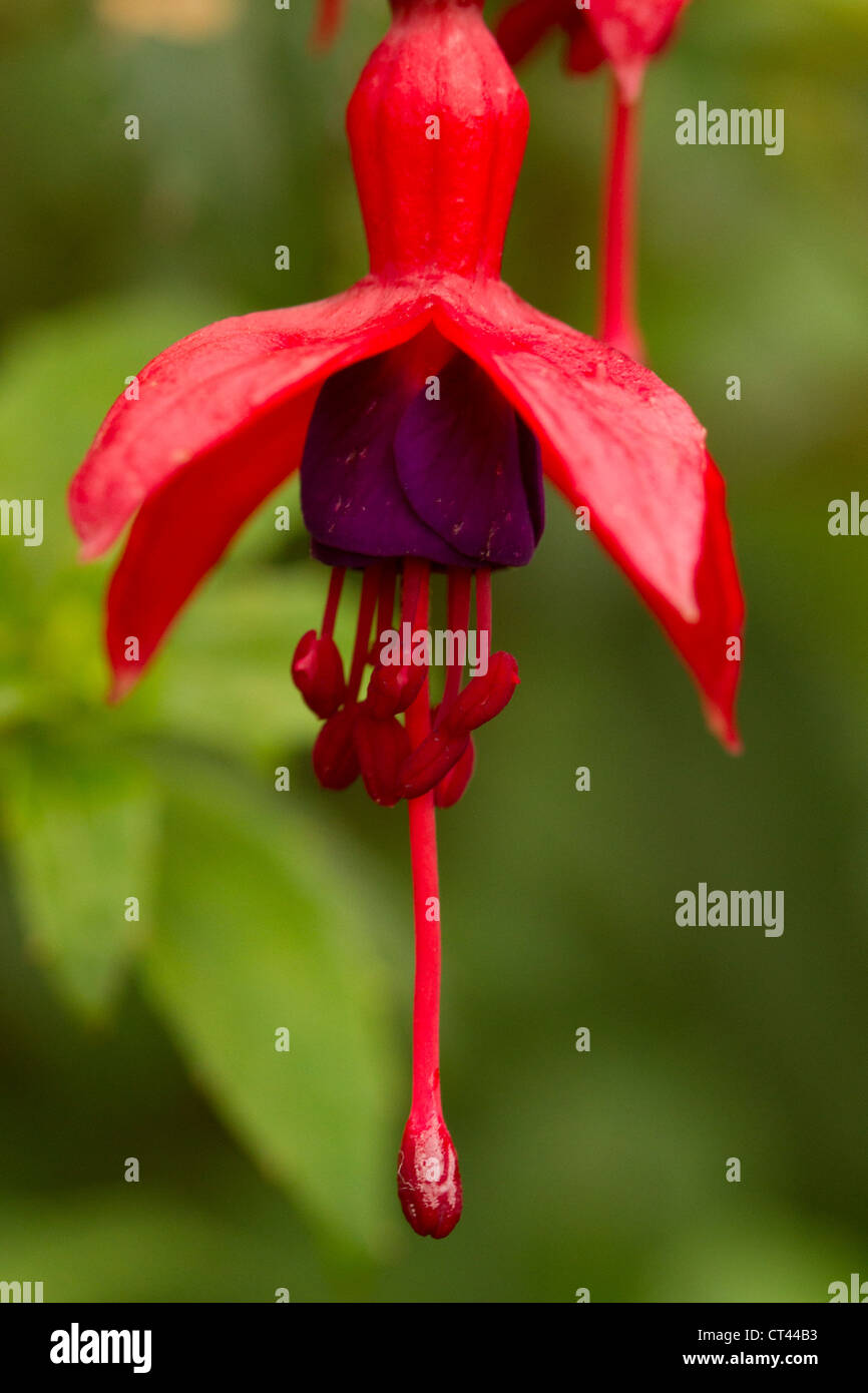 Fuchsia flower, Cornwall, UK Stock Photo - Alamy