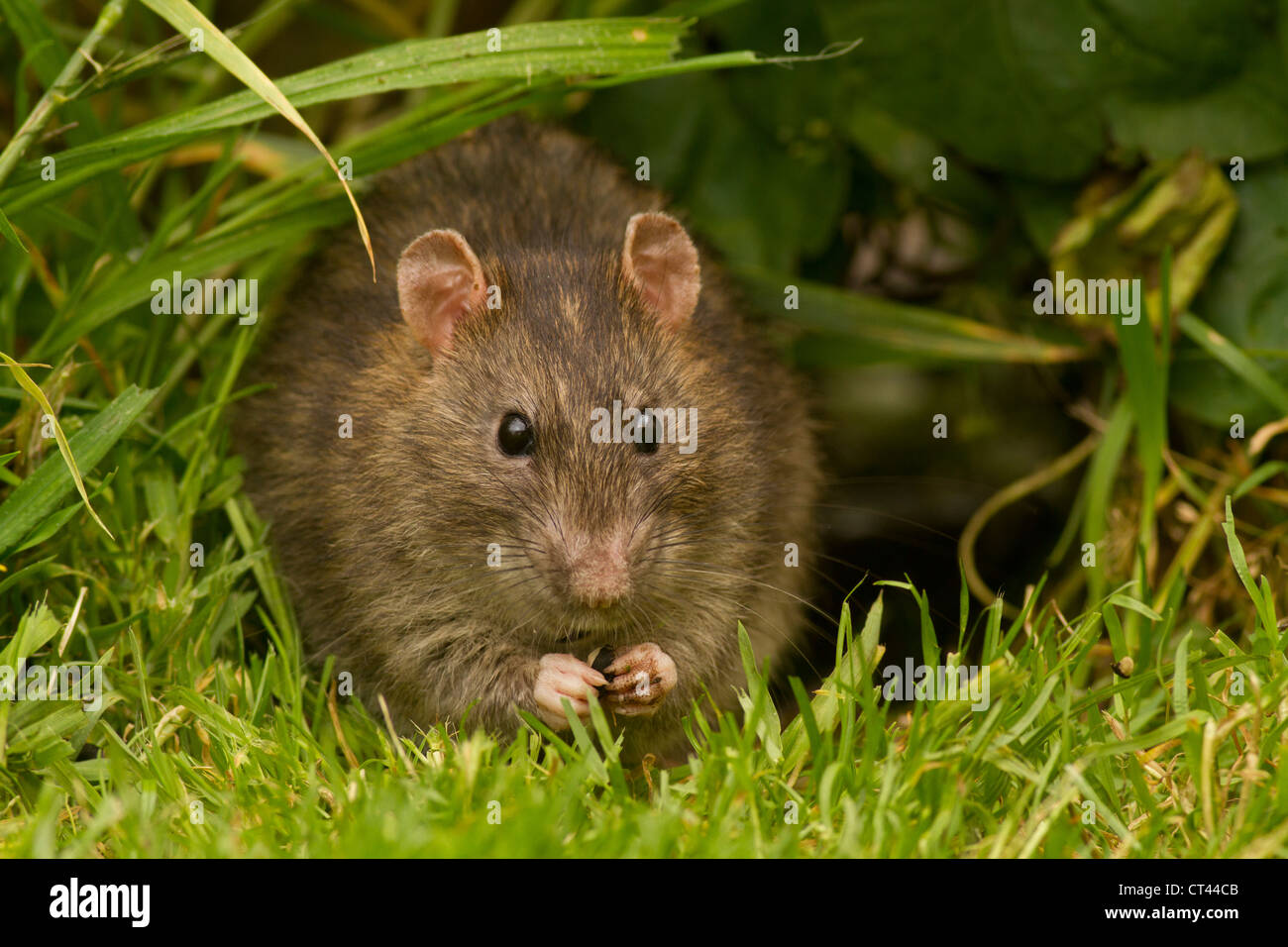 Brown Rat, Rattus norvegicus, Cornwall, UK Stock Photo - Alamy