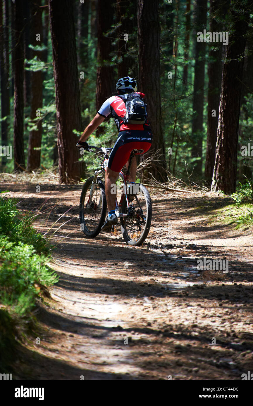Mountainbiker riding across forest track Stock Photo - Alamy