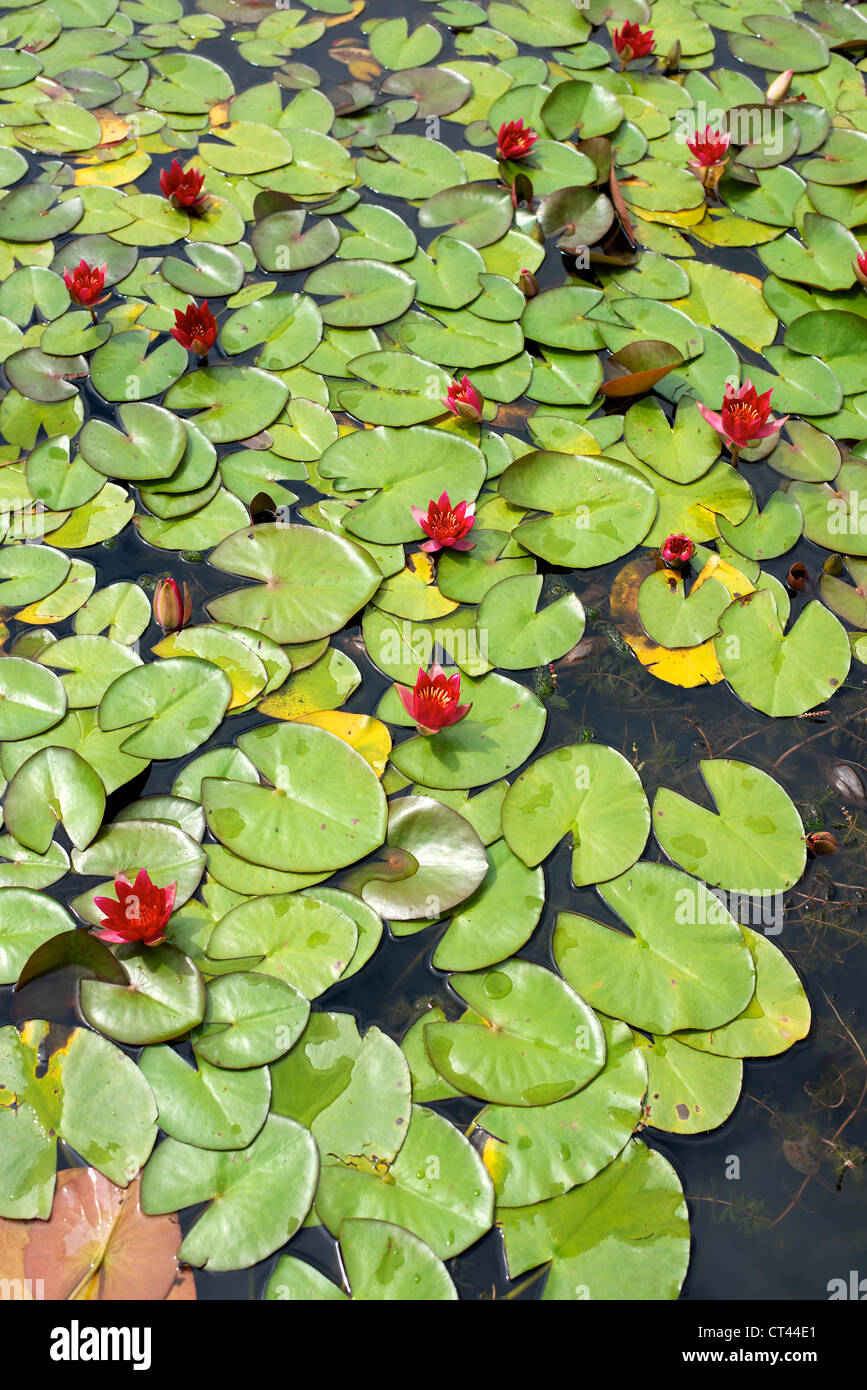Red waterlilies hi-res stock photography and images - Alamy