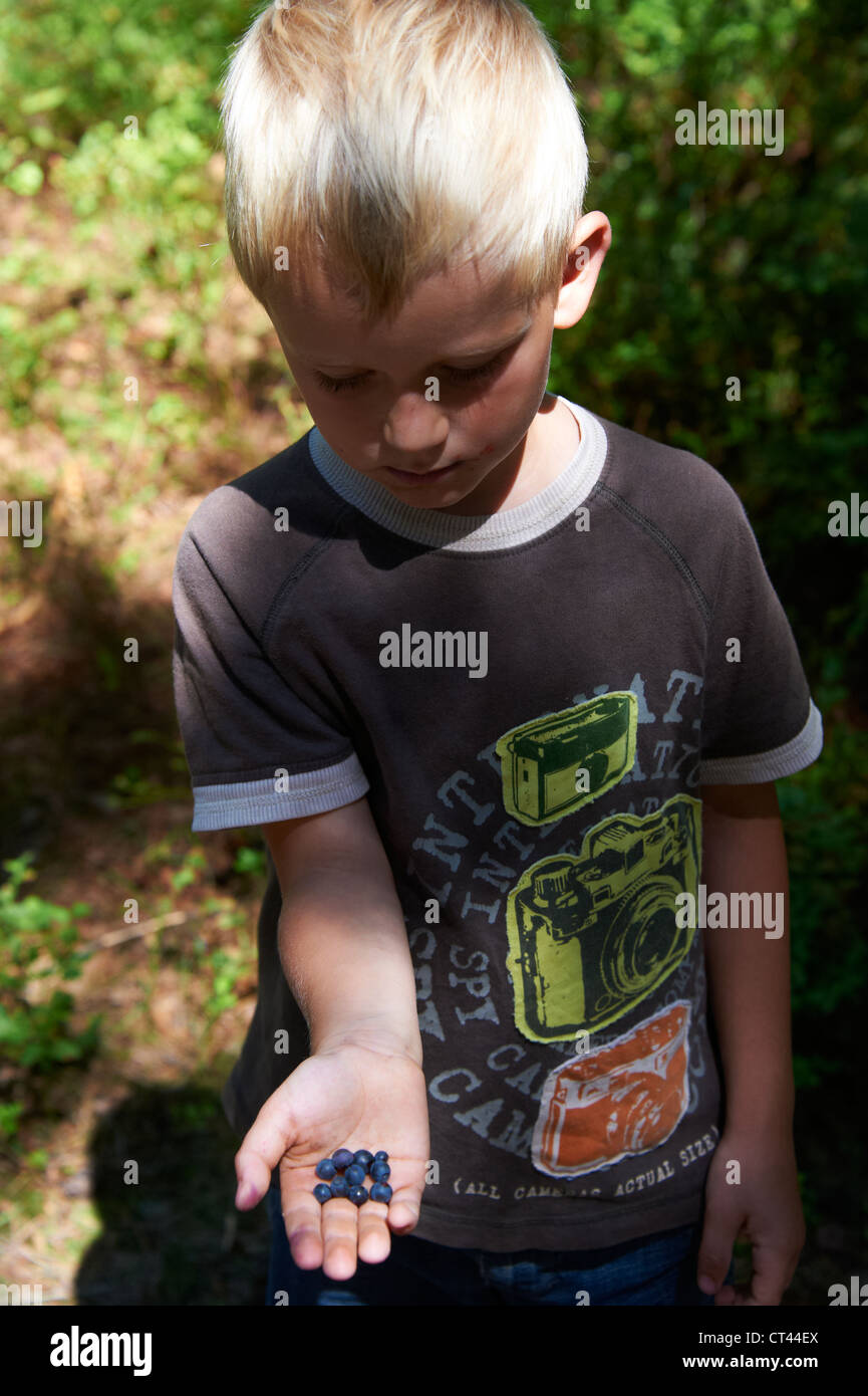Little child blond Boy Eating Blueberries in summer forest Stock Photo ...