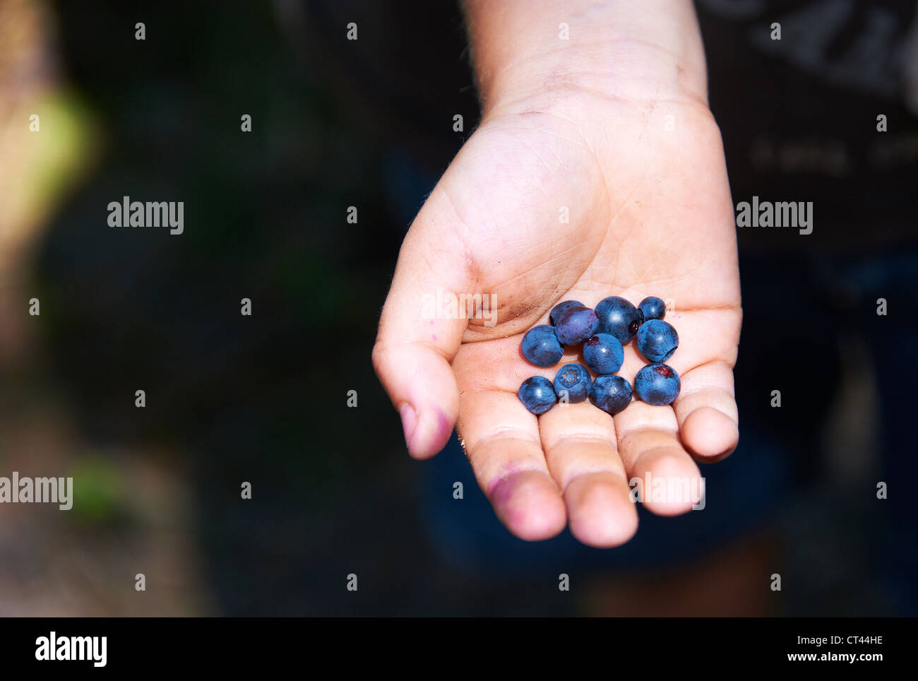 Little child blond Boy Eating Blueberries in summer forest Stock Photo ...
