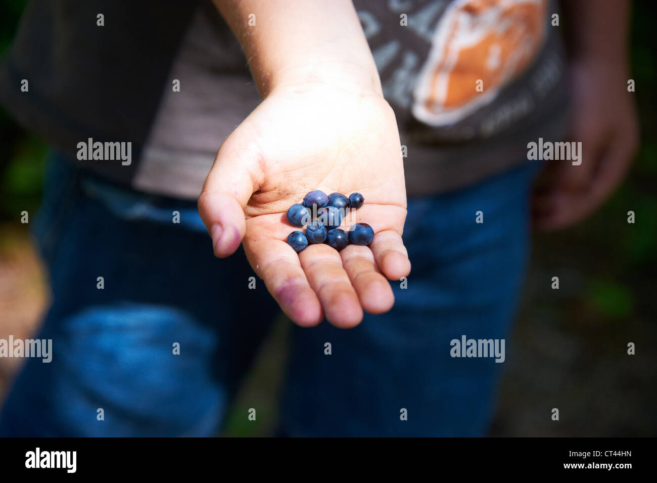 Little child blond Boy Eating Blueberries in summer forest Stock Photo ...