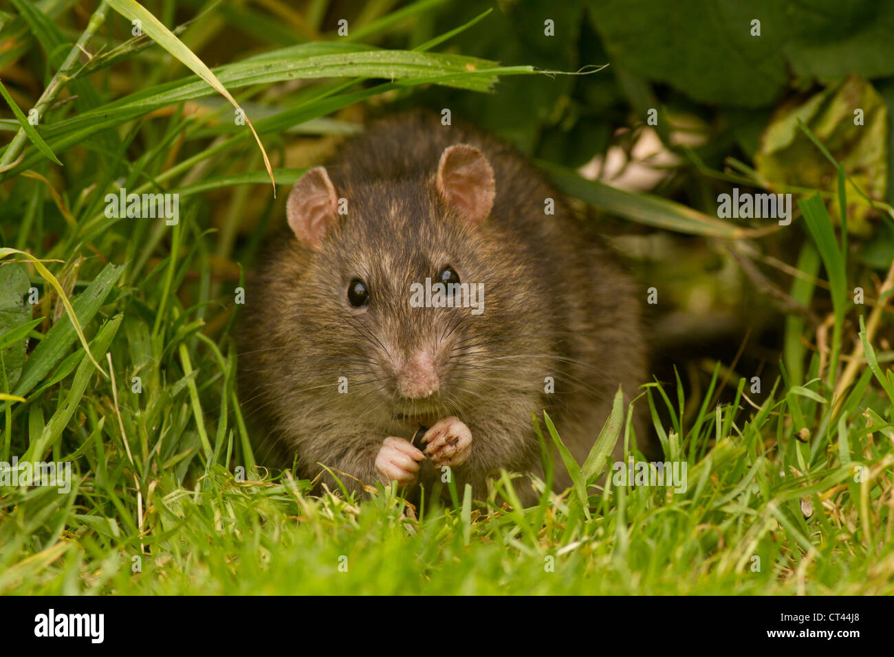 Brown Rat, Rattus norvegicus, Cornwall, UK Stock Photo - Alamy