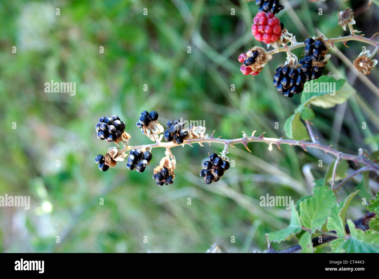 Brambles rubus sp hi-res stock photography and images - Alamy