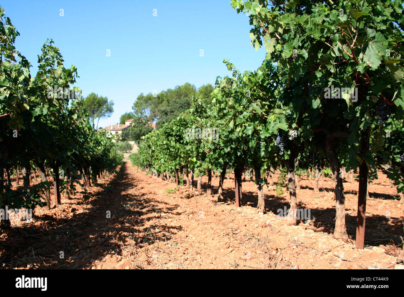 Grapevine Vitis Sp High Resolution Stock Photography and Images - Alamy