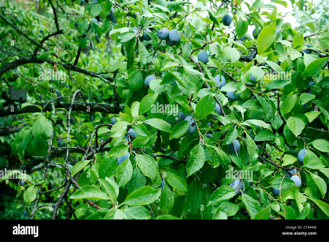 Fruitful plum tree hi-res stock photography and images - Alamy