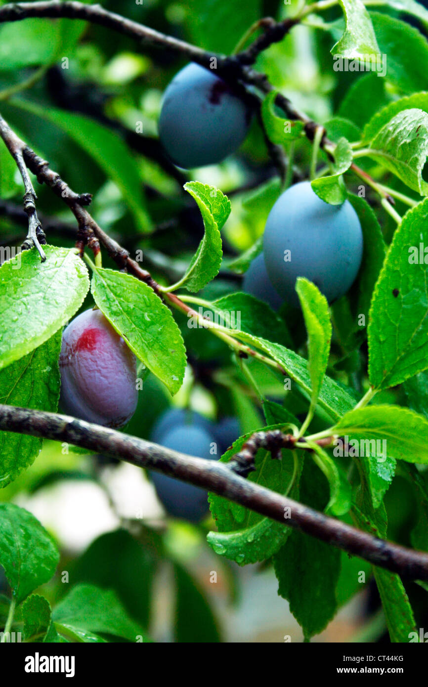 Fruiting Plum Tree High Resolution Stock Photography and Images - Alamy