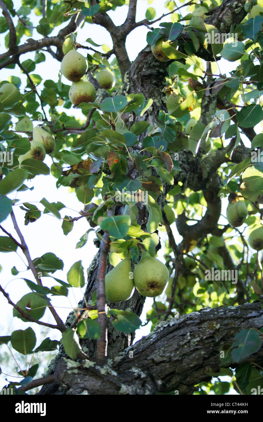 Common pears pyrus communis hi-res stock photography and images - Alamy