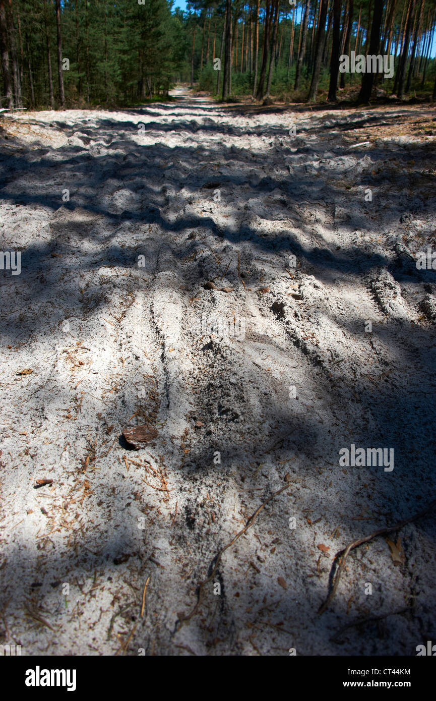 Dirt sandy way through pine forest Stock Photo - Alamy