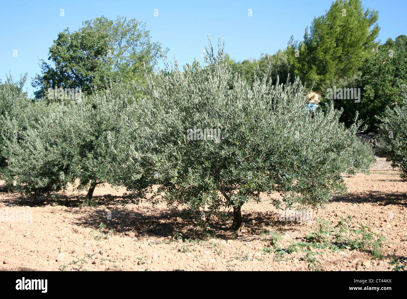 Olea europaea var europaea hi-res stock photography and images - Alamy