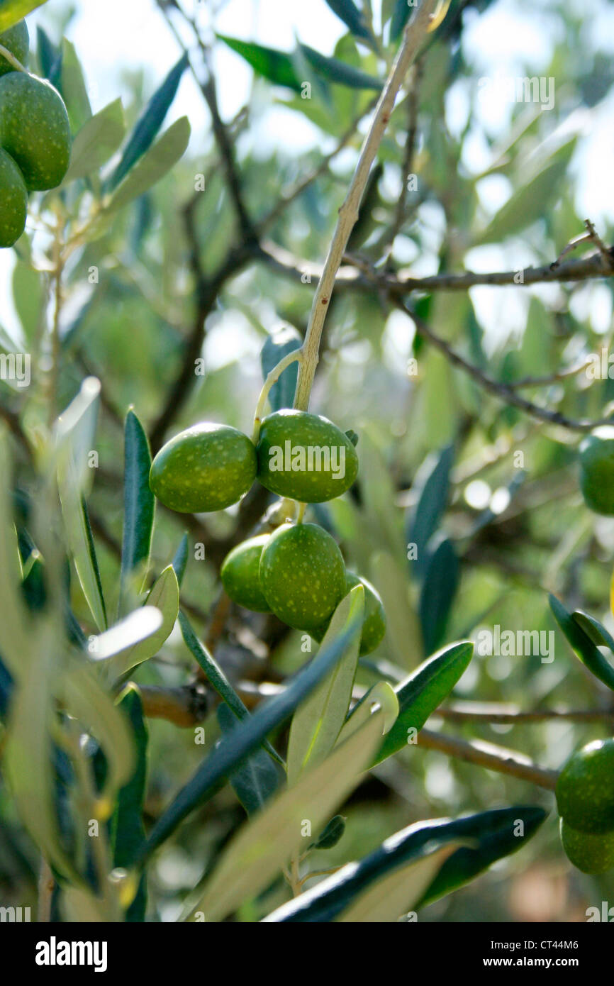 Olea europaea var europaea hi-res stock photography and images - Alamy