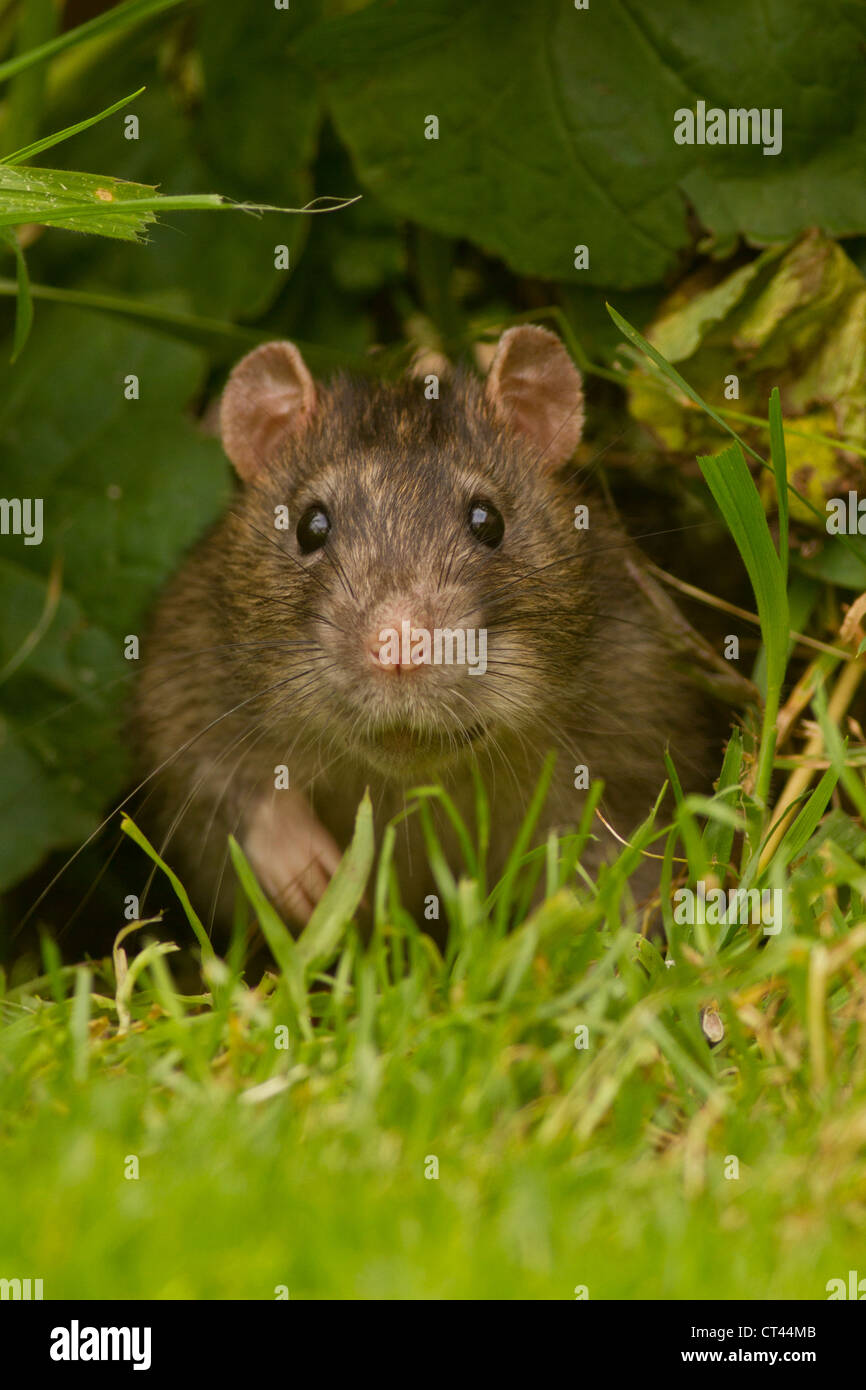 Brown Rat, Rattus norvegicus, Cornwall, UK Stock Photo - Alamy