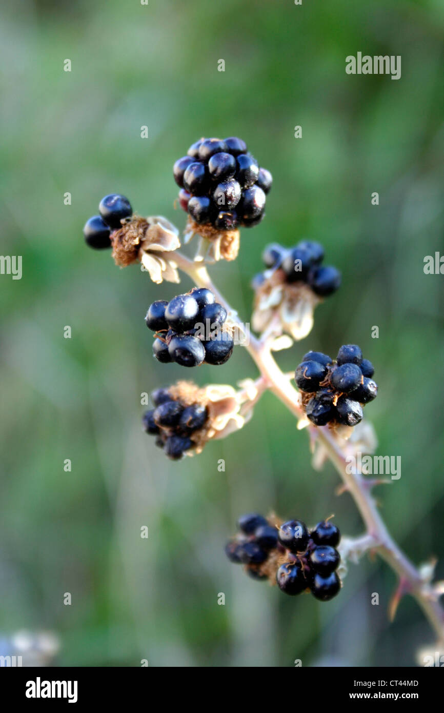 Brambles rubus sp hi-res stock photography and images - Alamy