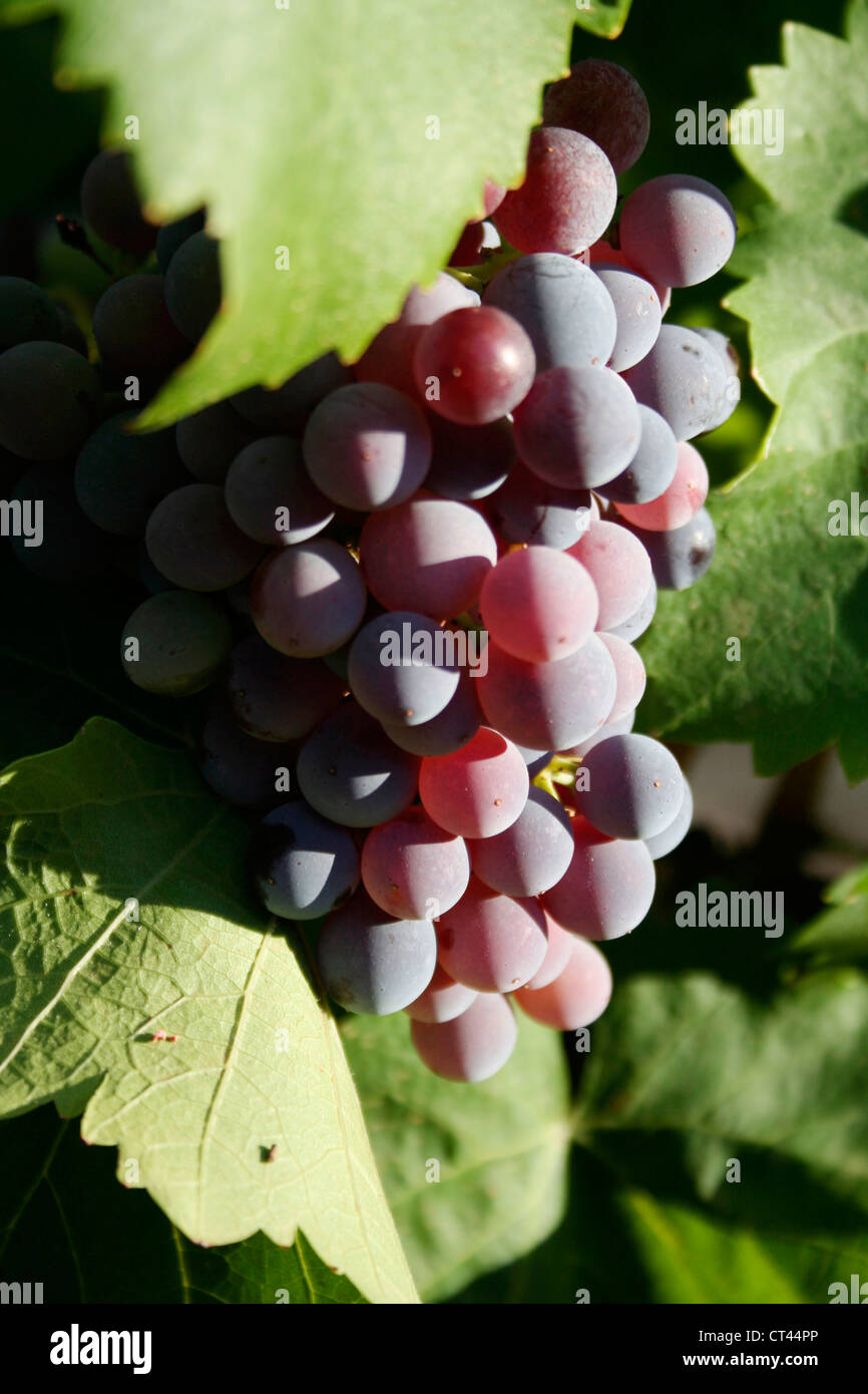 Grapevine Vitis Sp High Resolution Stock Photography and Images - Alamy