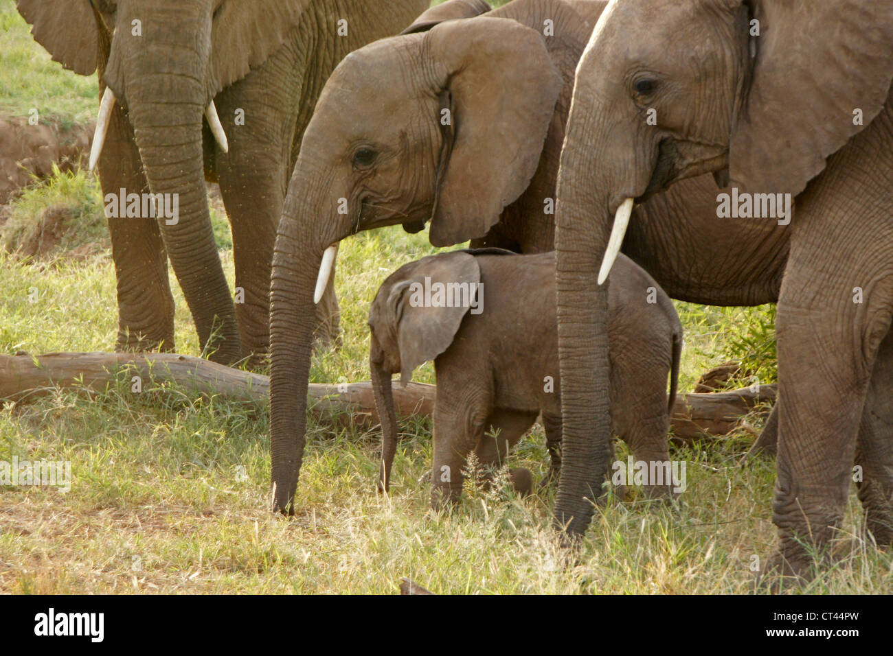 Elephant calf in herd, Samburu, Kenya Stock Photo - Alamy