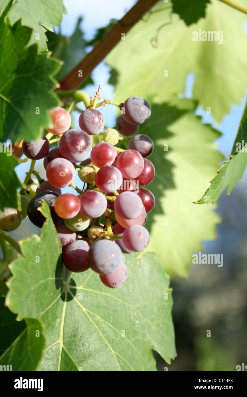 Grapevine Vitis Sp High Resolution Stock Photography and Images - Alamy