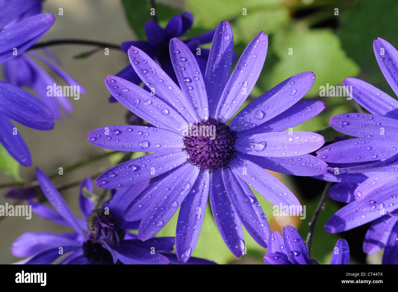 Senetti flowers hi-res stock photography and images - Alamy