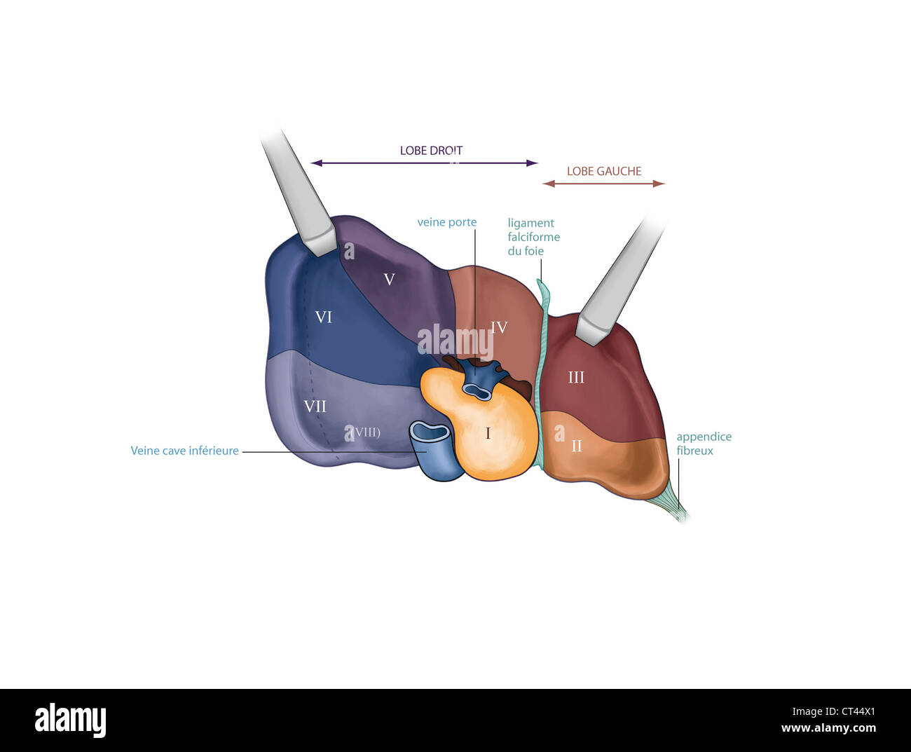 Quadrate Lobe