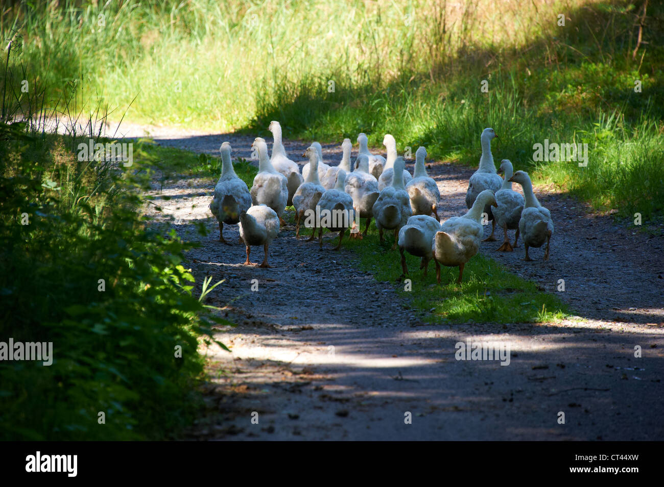 Group of geese crossing an road in forest Stock Photo - Alamy