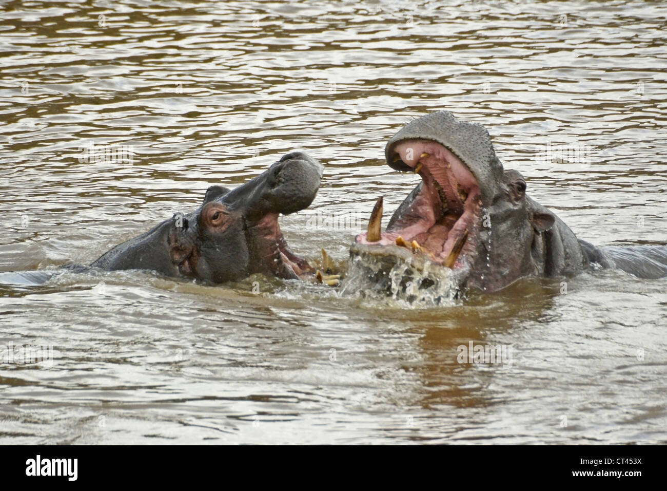 Hippos play-fighting in Mara River, Masai Mara, Kenya Stock Photo - Alamy