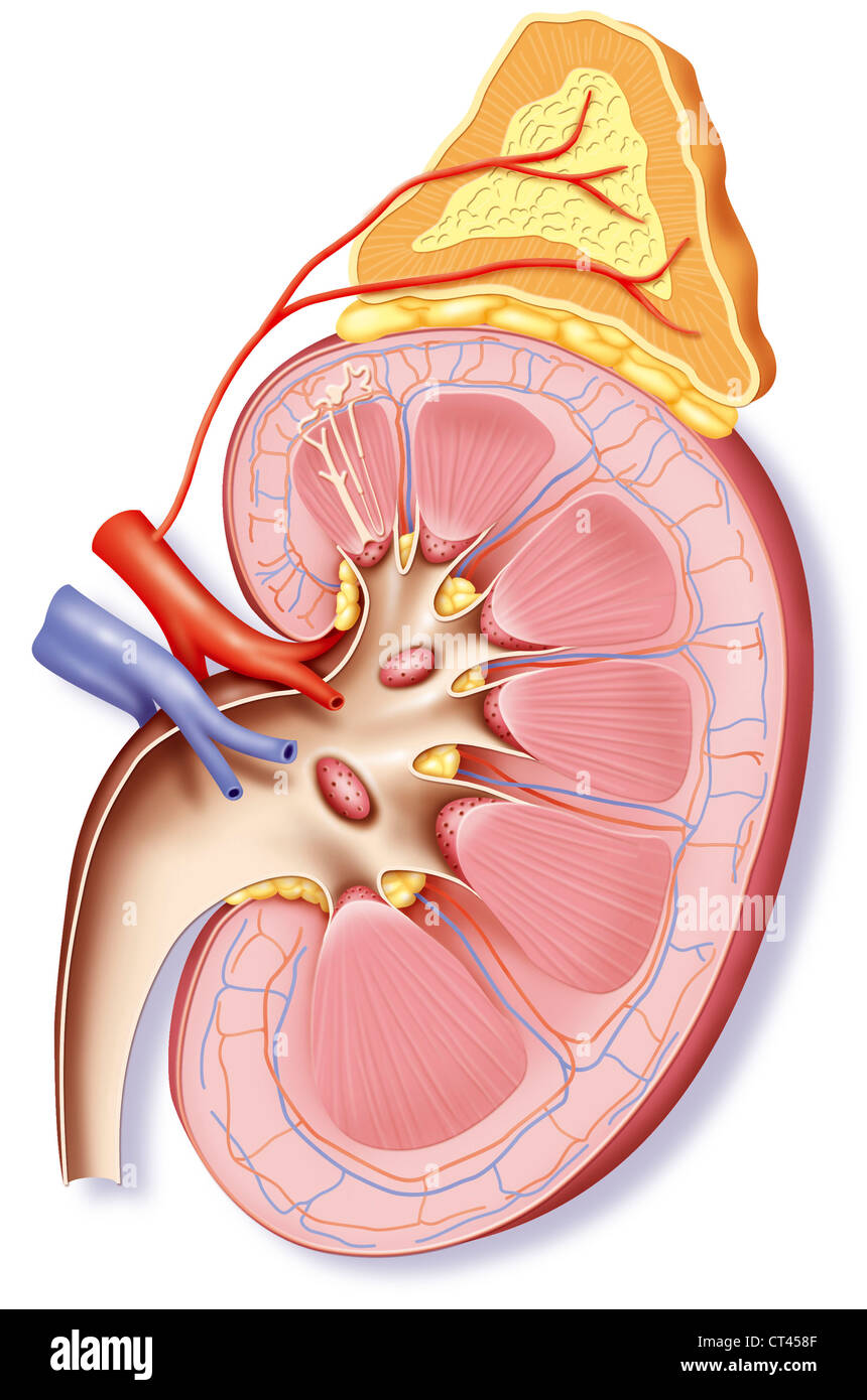 Renal pyramid hi-res stock photography and images - Alamy