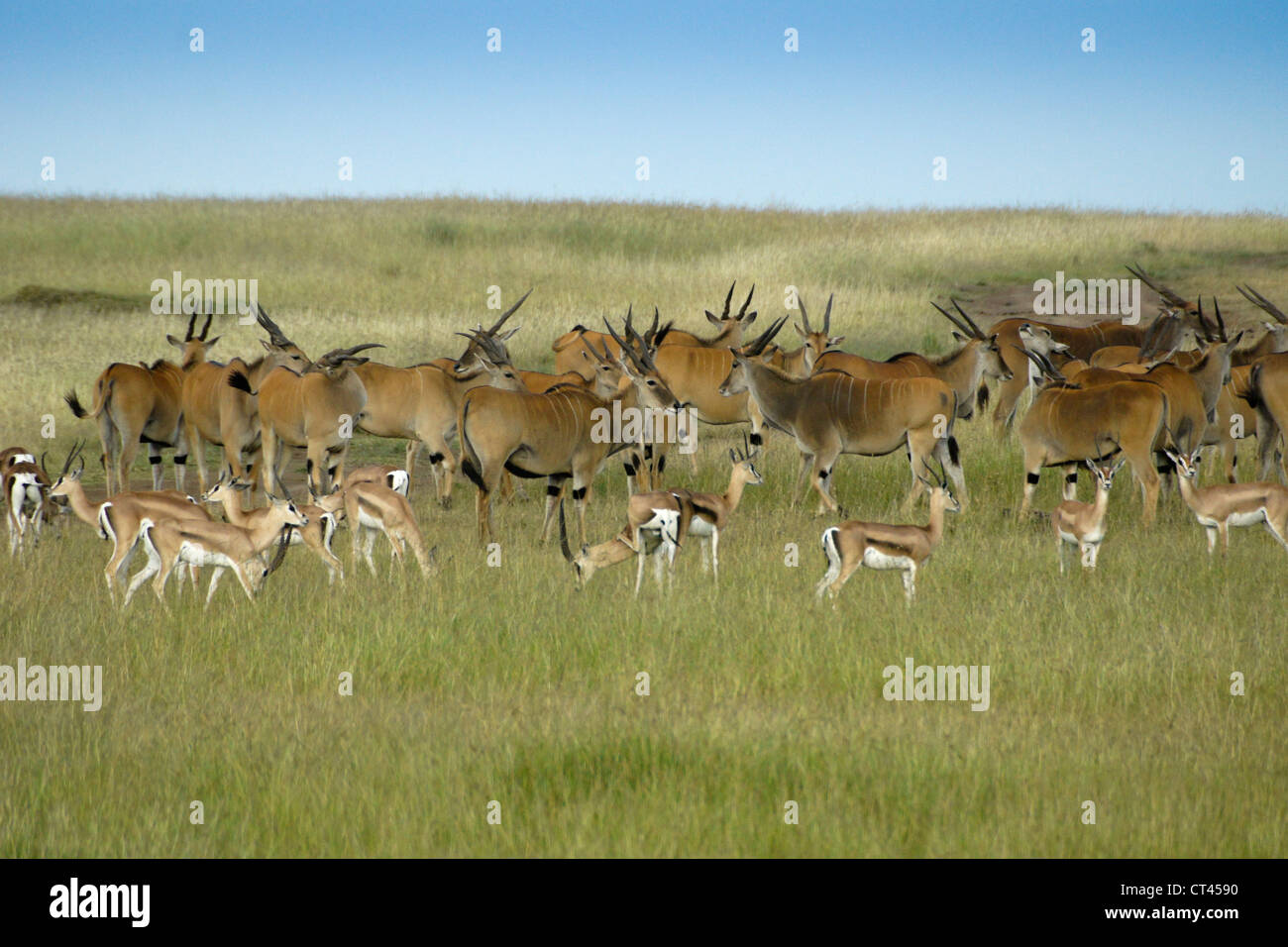 Group of eland hi-res stock photography and images - Alamy