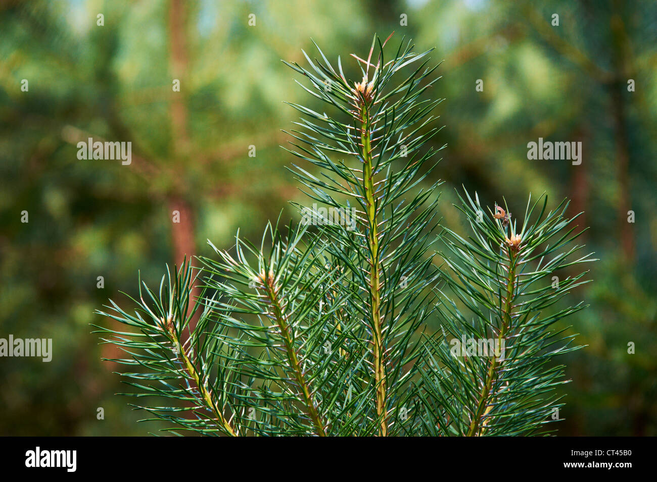 Macha water reservoir hi-res stock photography and images - Alamy