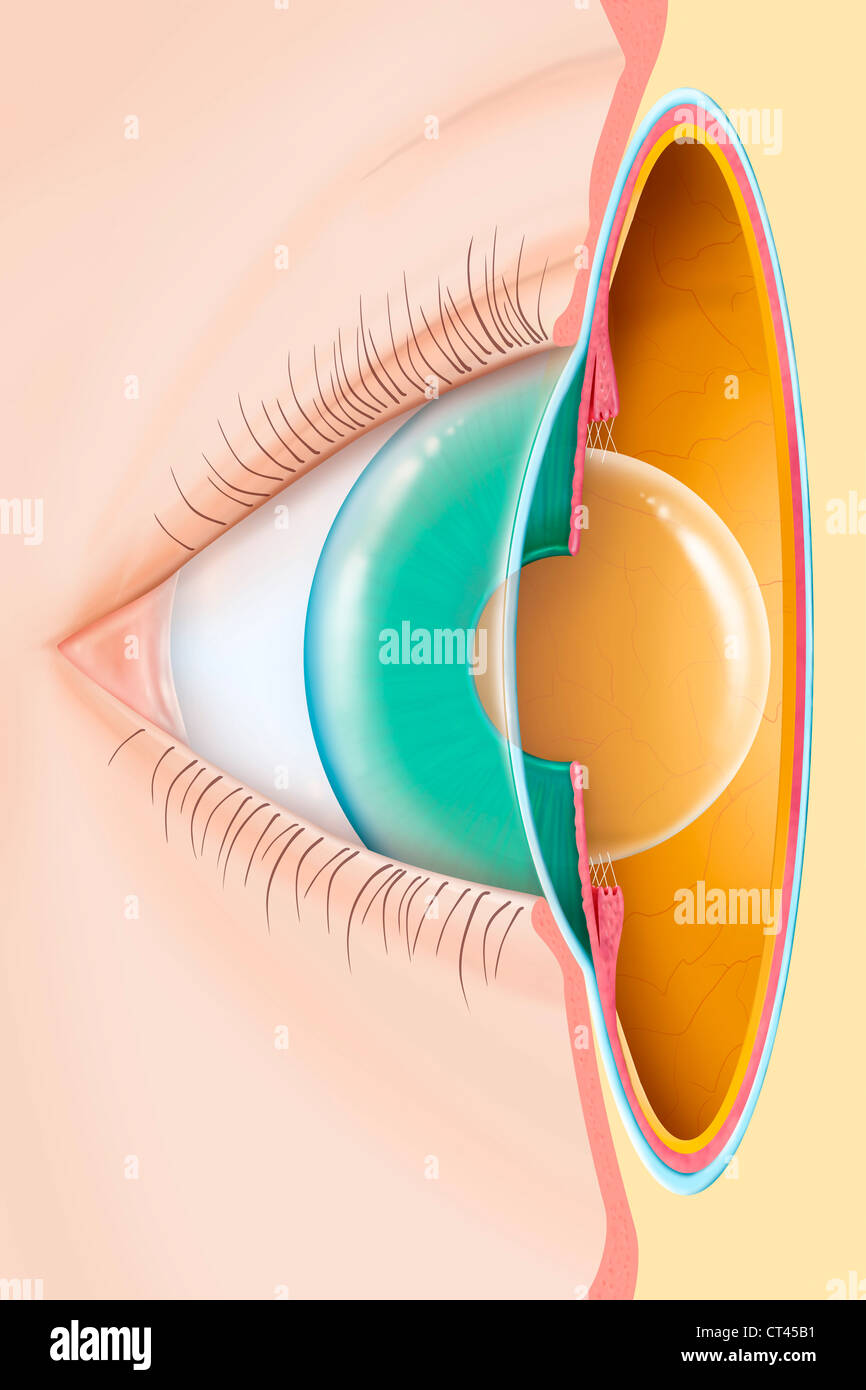 Camera anterior bulbi hi-res stock photography and images - Alamy