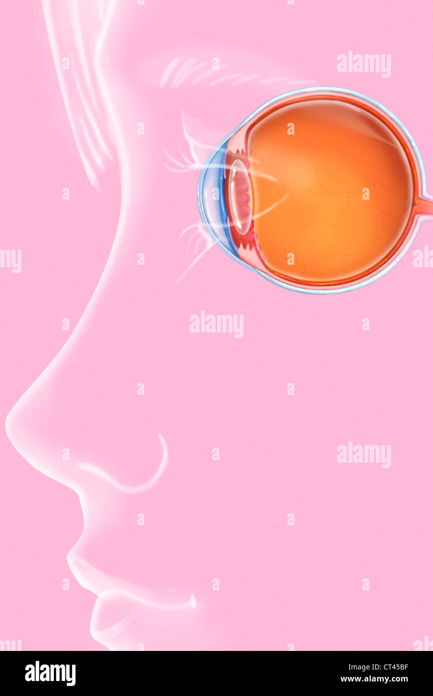 Anatomical drawing eye eyes hi-res stock photography and images - Alamy