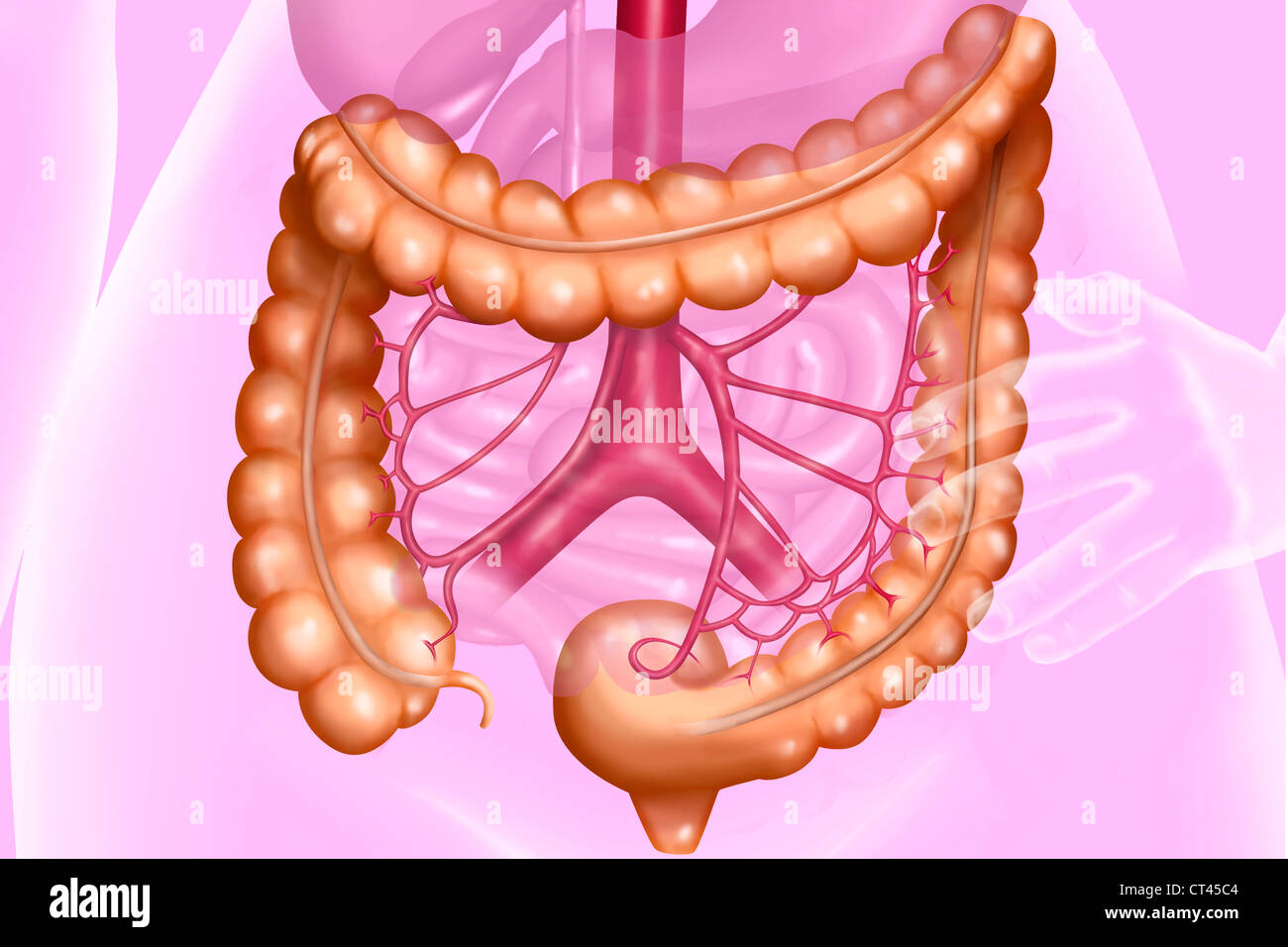 Inferior mesenteric artery hi-res stock photography and images - Alamy