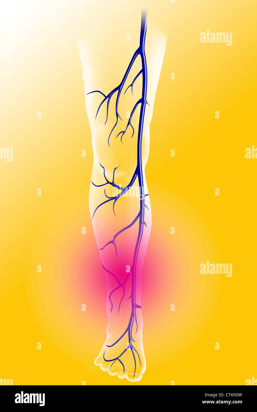 Superficialis leg hi-res stock photography and images - Alamy