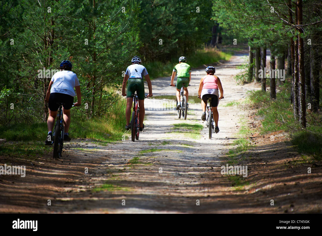 Mountainbiker riding across forest track Stock Photo - Alamy