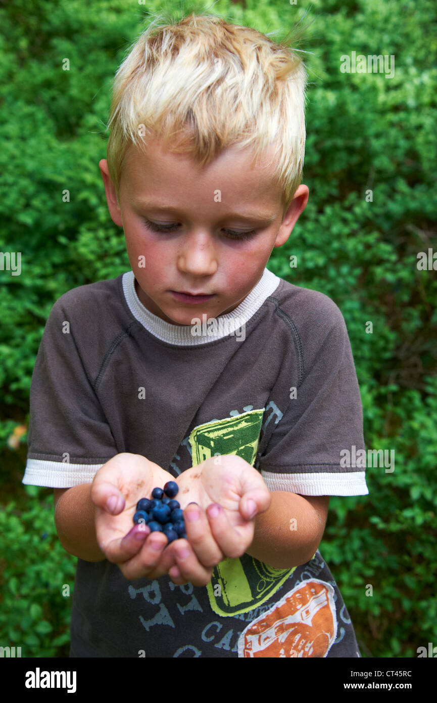 Little child blond Boy Eating Blueberries in summer forest Stock Photo ...