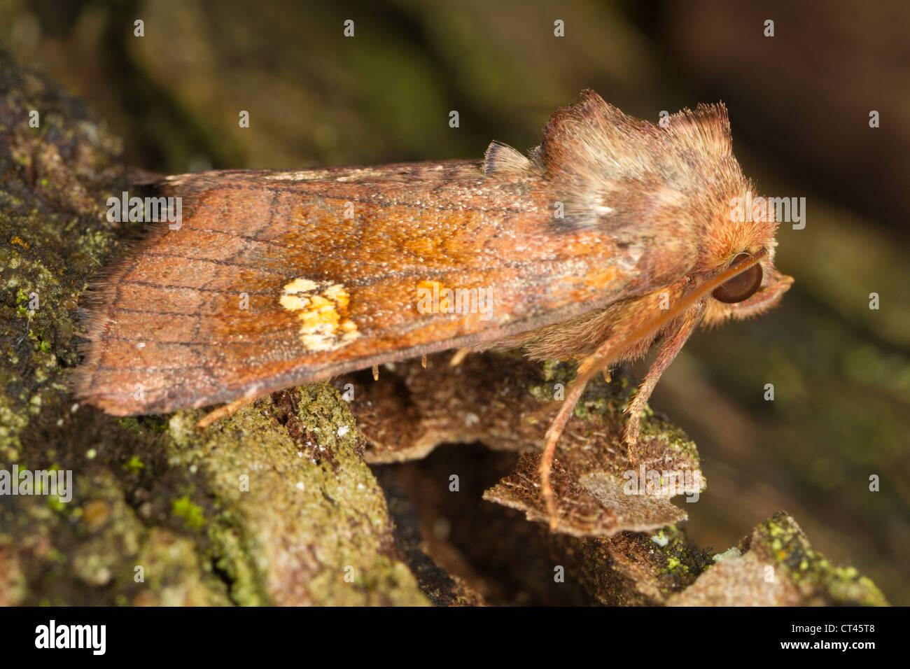 Ear Moth (Amphipoea oculea) resting on tree bark Stock Photo - Alamy