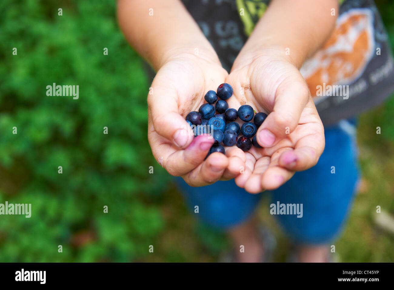 Little child blond Boy Eating Blueberries in summer forest Stock Photo ...
