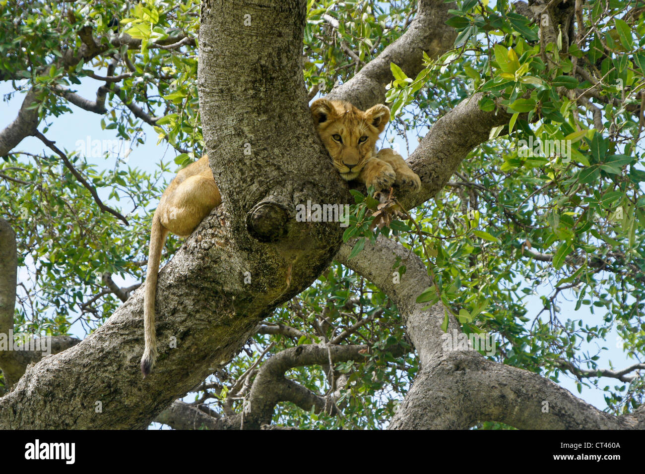 Tree climbing lion hi-res stock photography and images - Alamy