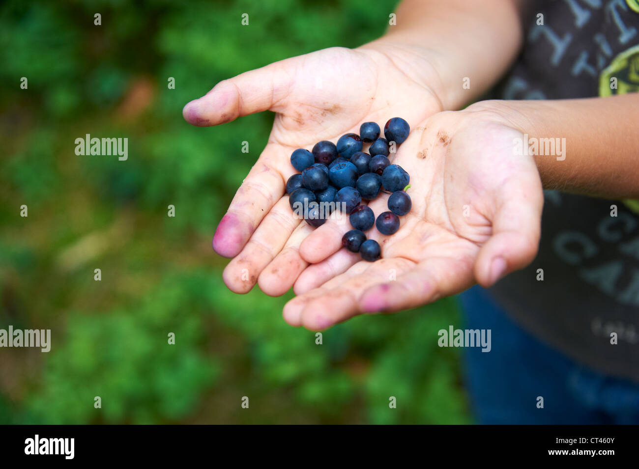 Little child blond Boy Eating Blueberries in summer forest Stock Photo ...