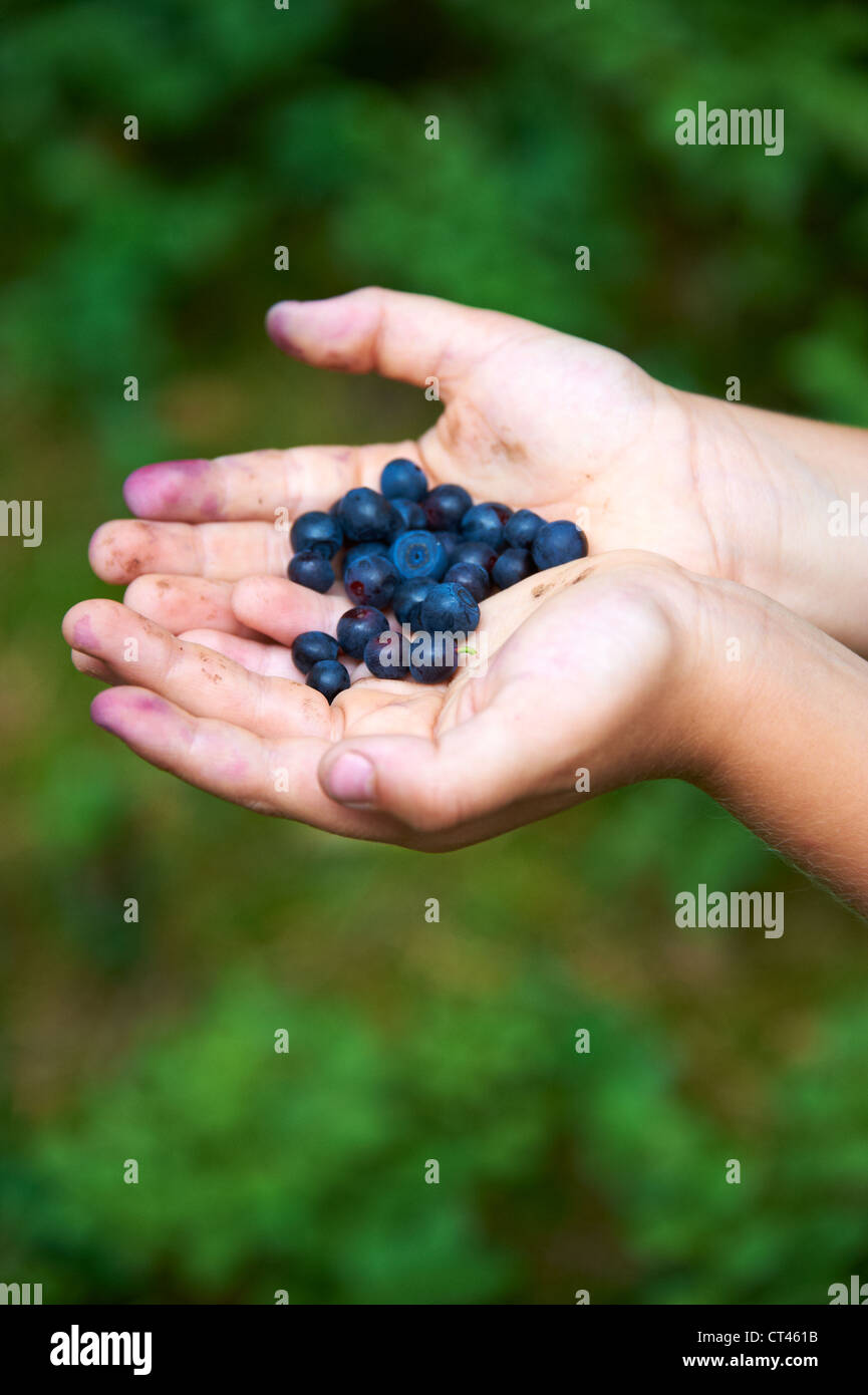 Little child blond Boy Eating Blueberries in summer forest Stock Photo ...