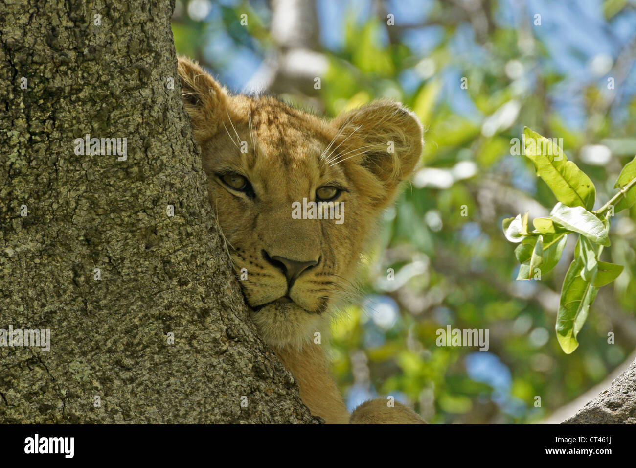 Lion cubs in tree hi-res stock photography and images - Alamy