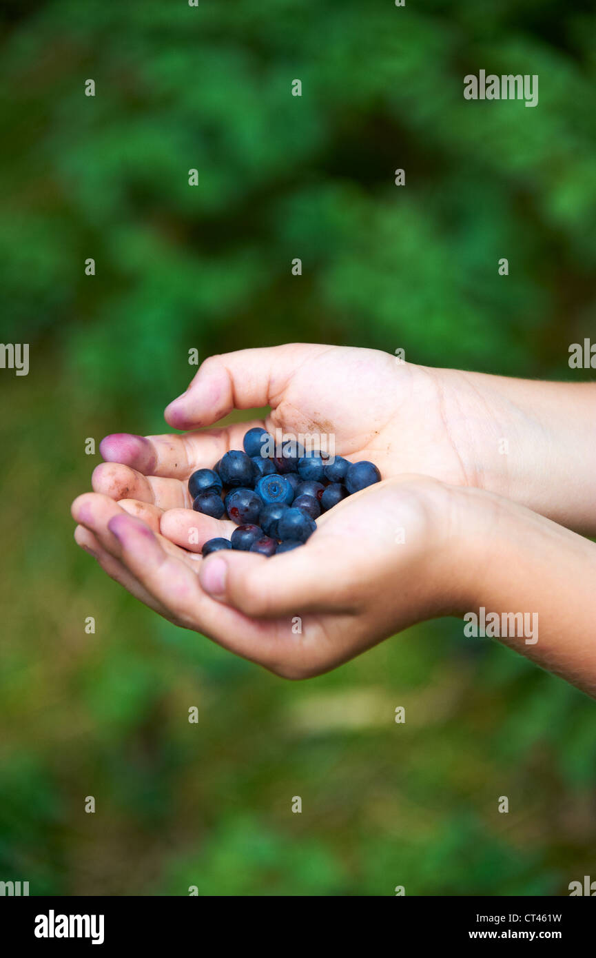 Little child blond Boy Eating Blueberries in summer forest Stock Photo ...