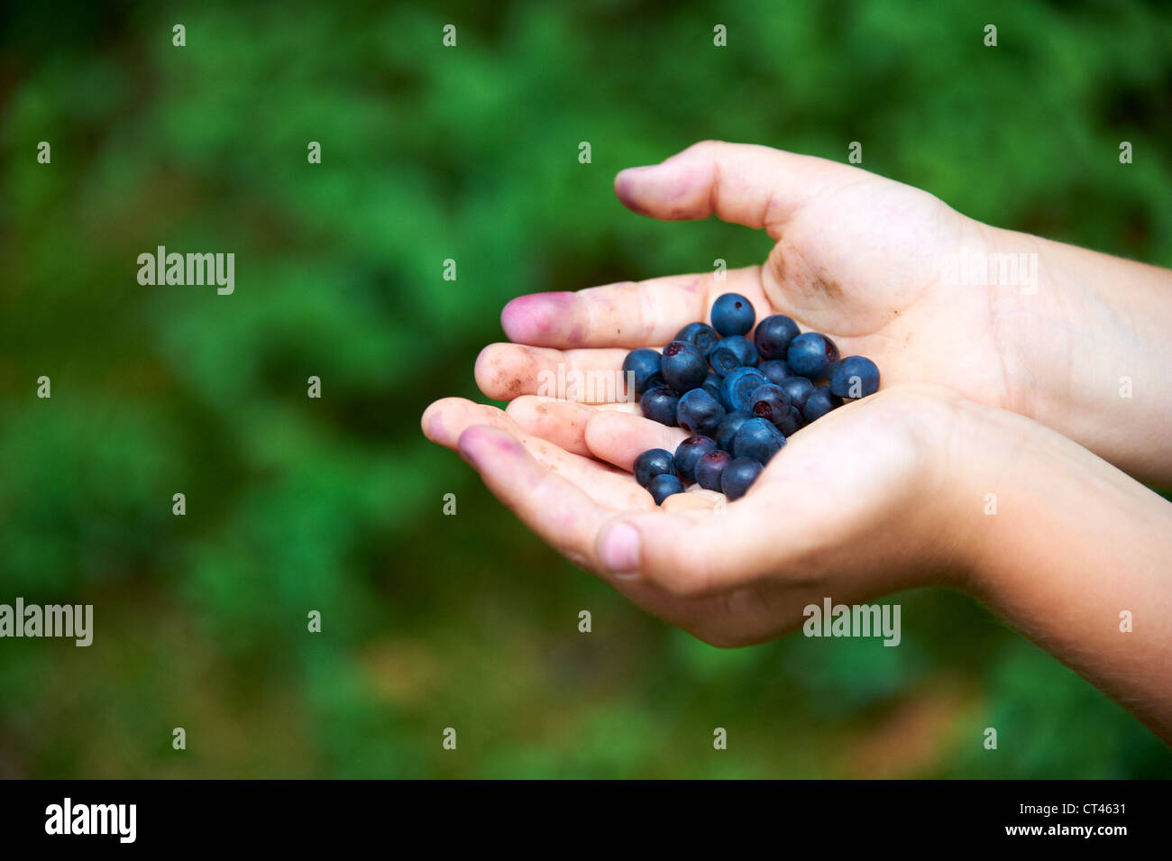 Little child blond Boy Eating Blueberries in summer forest Stock Photo ...
