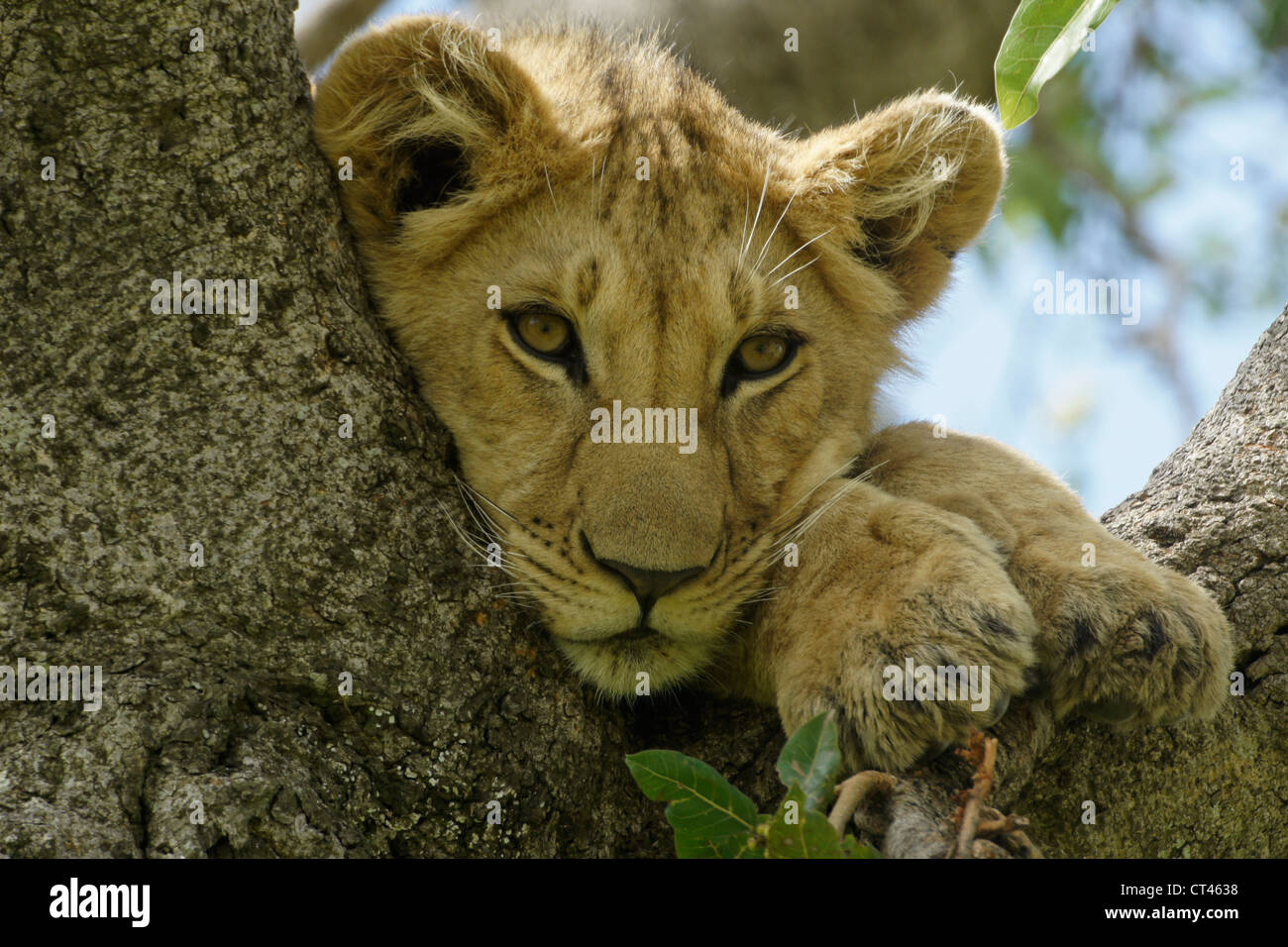 Lion cubs climbing tree hi-res stock photography and images - Alamy