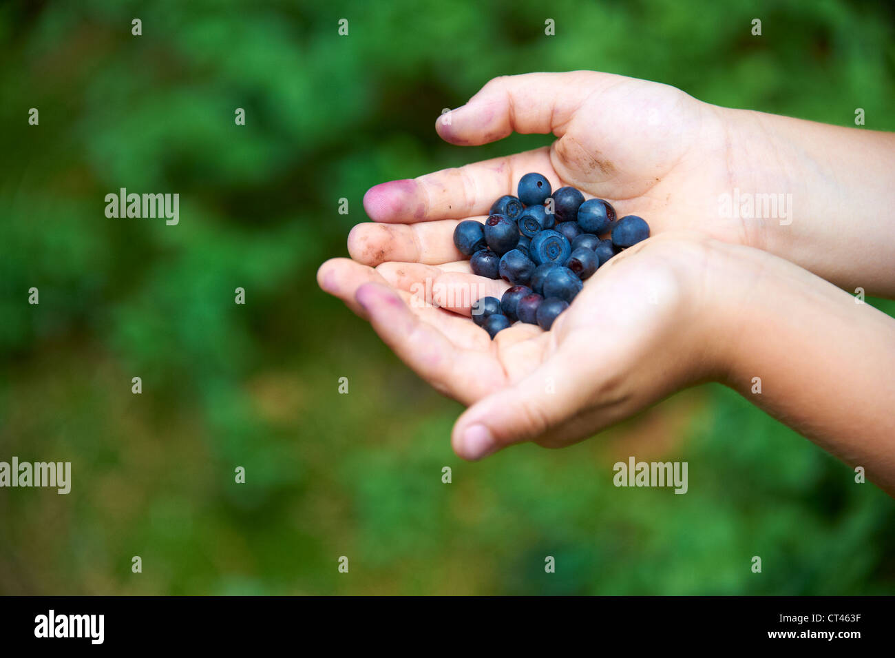 Little child blond Boy Eating Blueberries in summer forest Stock Photo ...